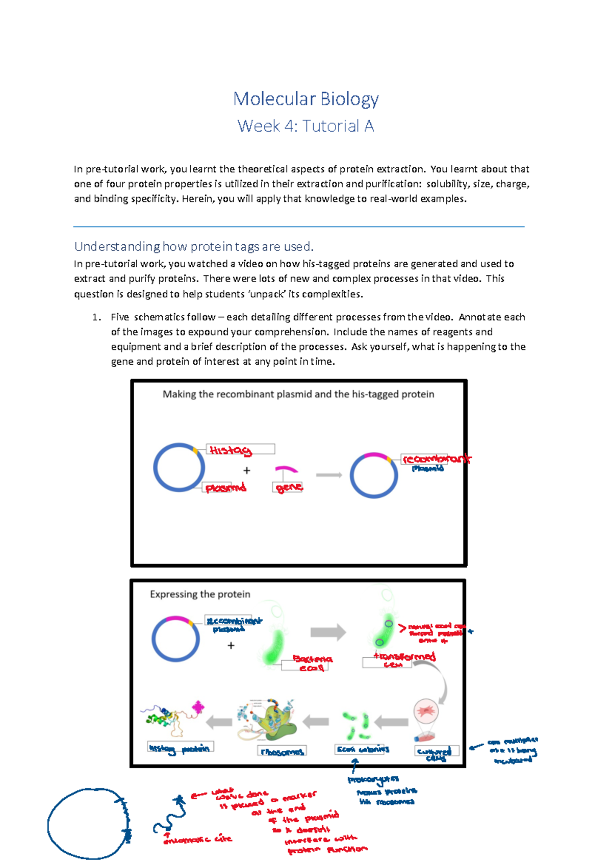 BIO tut A wk4 - study notes - Molecular Biology Week 4: Tutorial A In ...