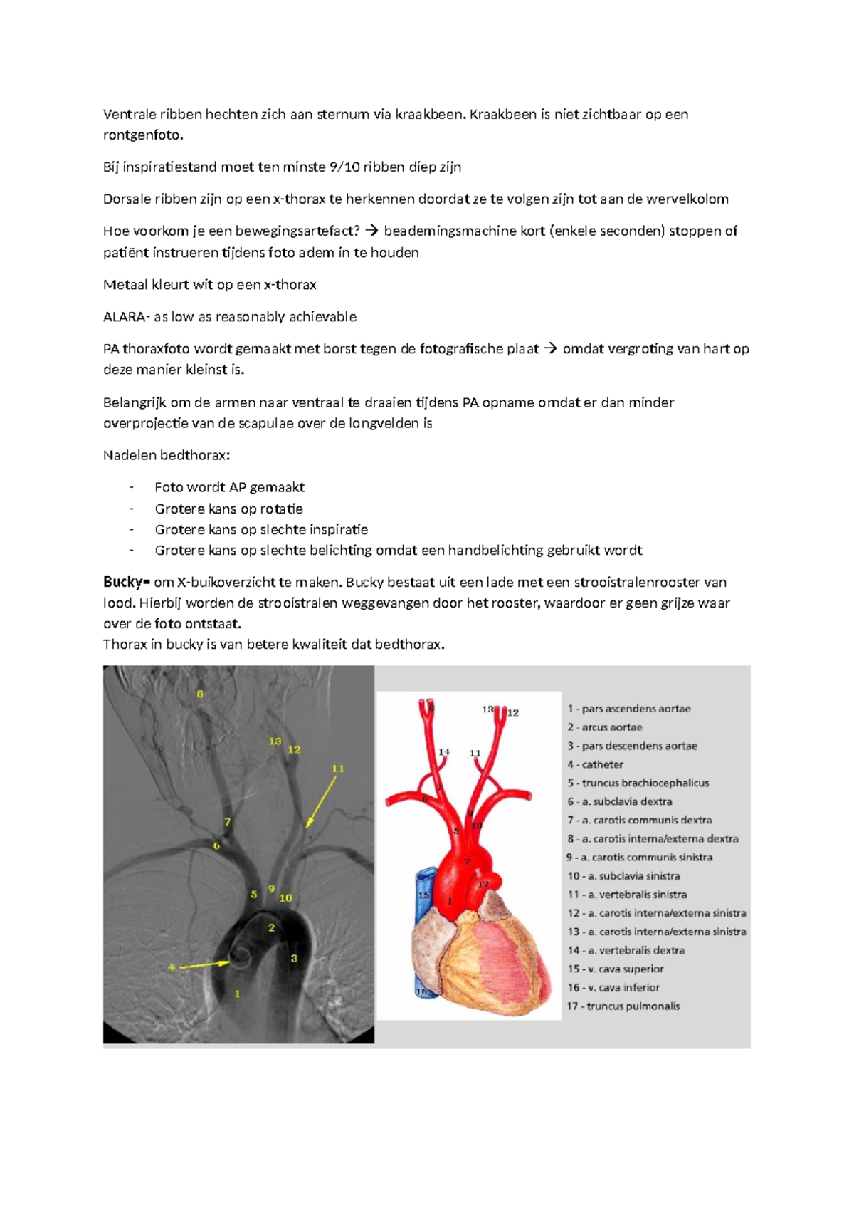 E-learning - e-learning uitwerking - Ventrale ribben hechten zich aan ...