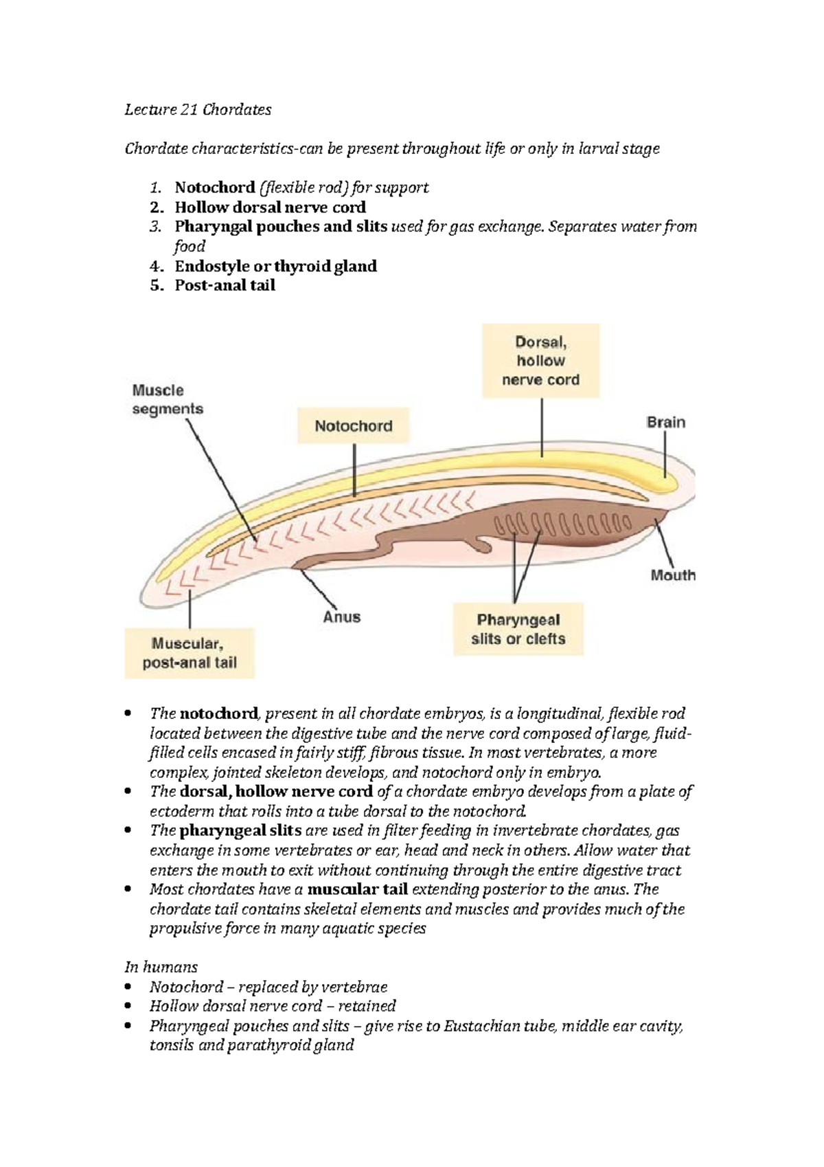 Lecture 21 Chordates - Lecture 21 Chordates Chordate be present ...