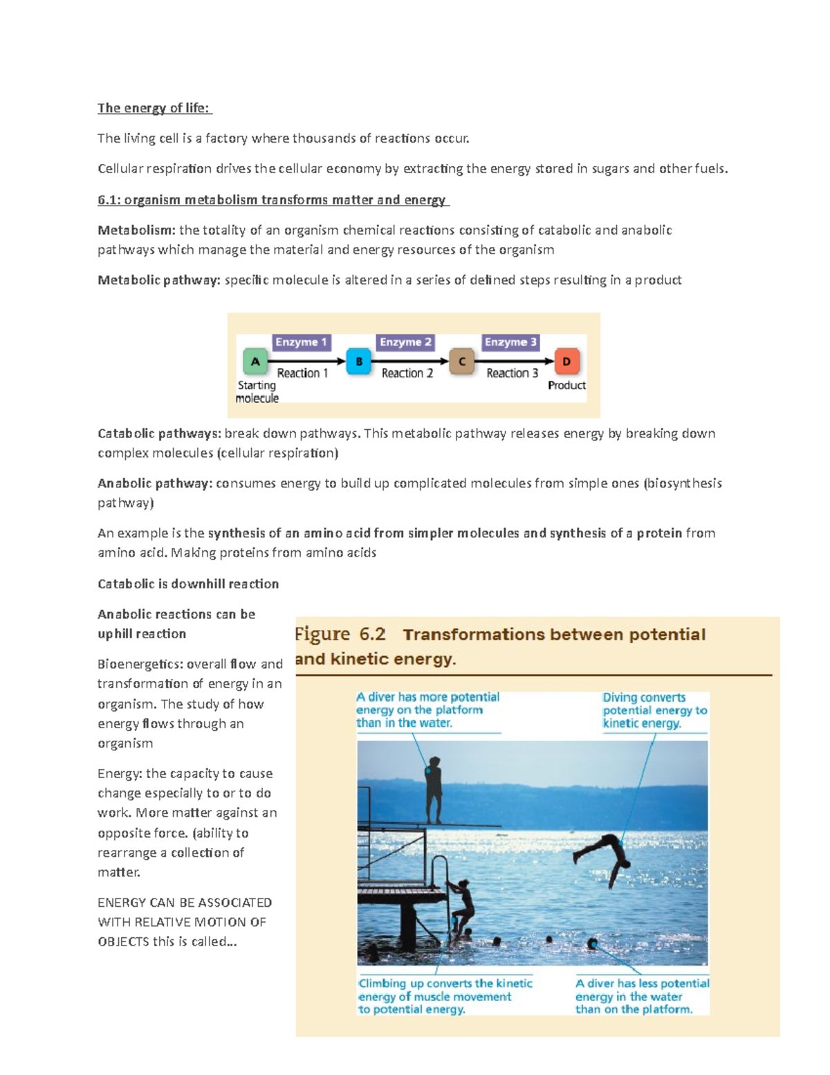 T4 Bio Lecture study notes 3 - The energy of life: The living cell is a ...