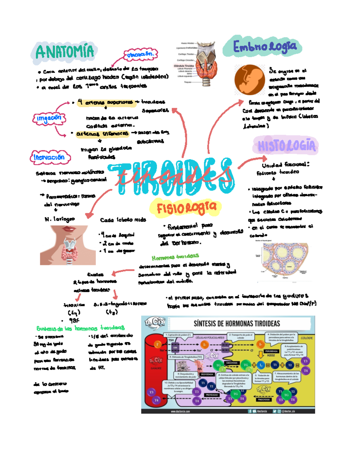 Nota 13 oct 2021 - Generalidades , embriología, fisiología de tiroides ...