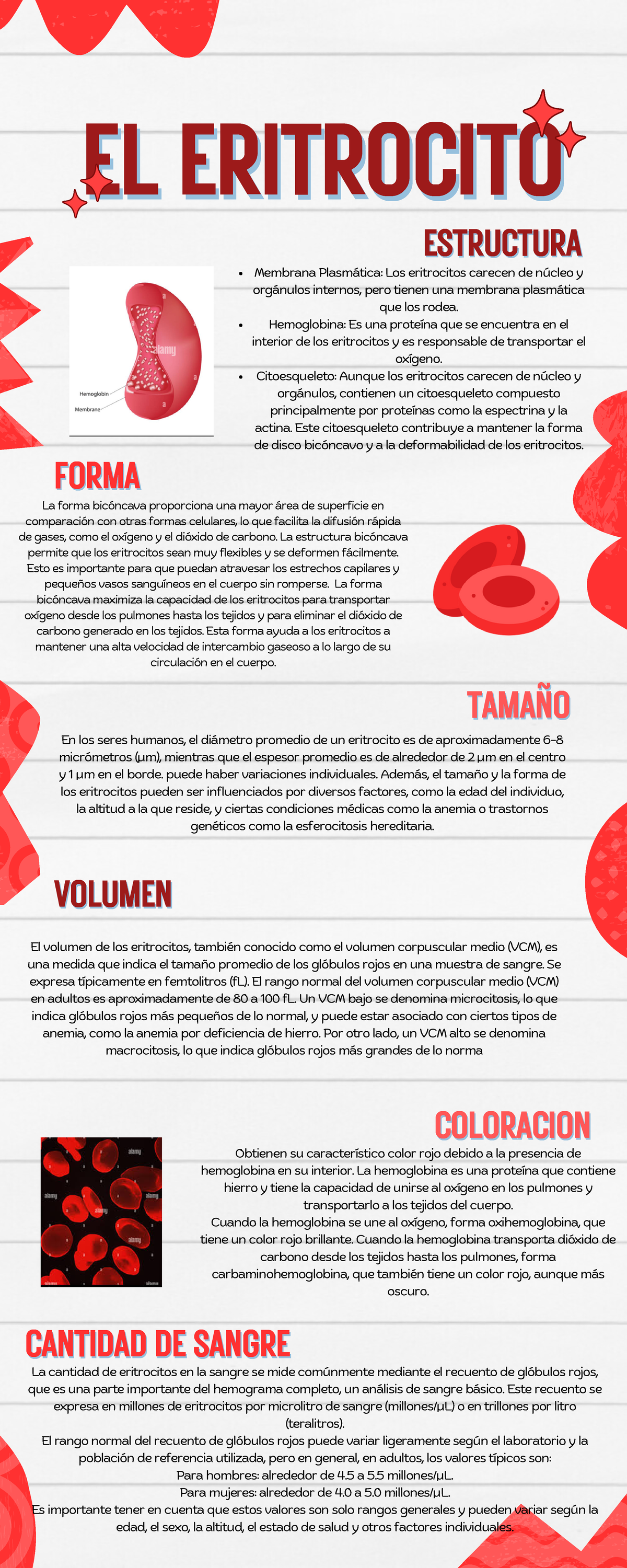 Medio ambiente - ghjsdbfyubsdy - EL ERITROCITOEL ERITROCITO ESTRUCTURA ...