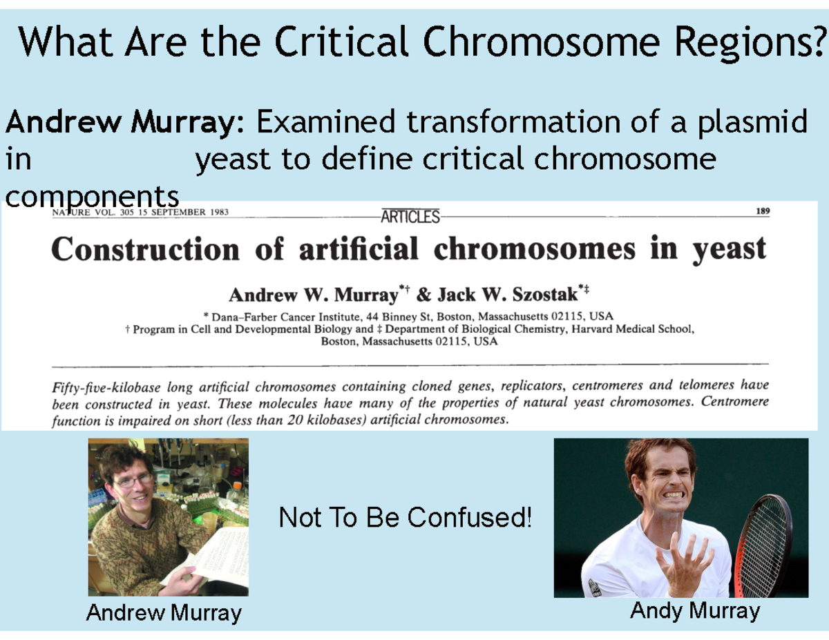 L3bio3+ - There is not much to say - What Are the Critical Chromosome ...