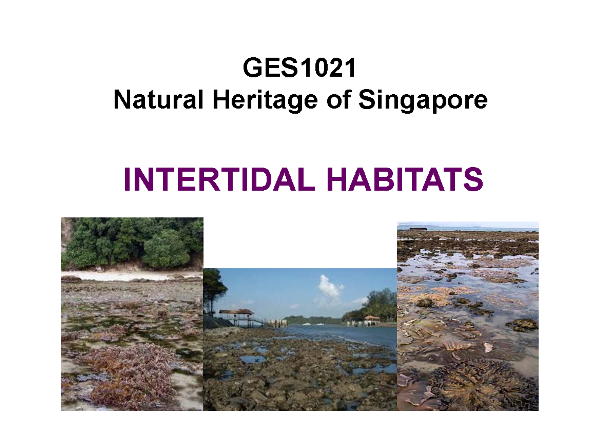 Lecture 2-Intertidal - GES1021 Natural Heritage of Singapore INTERTIDAL ...