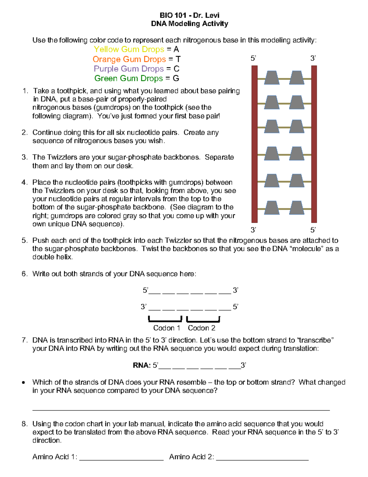 DNA Modeling Activity - BIO 101 - Dr. Levi DNA Modeling Activity Use ...
