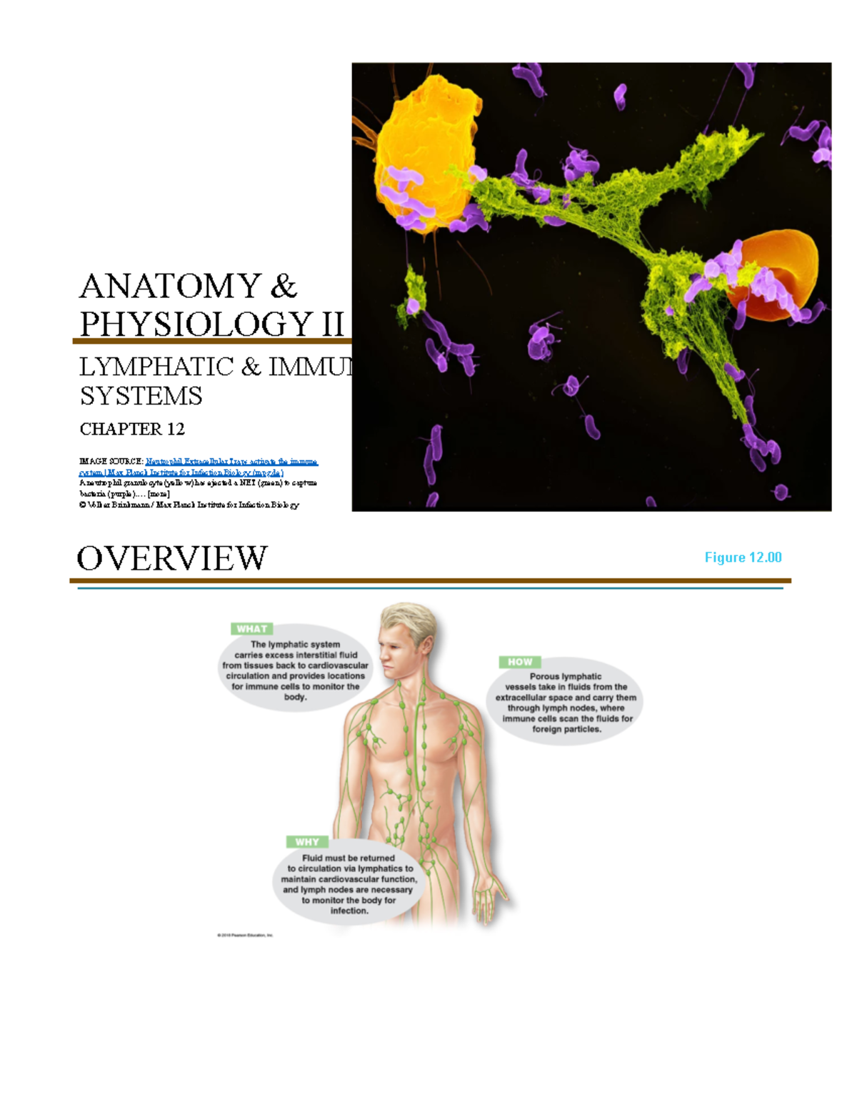 Screenshot 2024-03-14 at 11.29.19 PM - ANATOMY & PHYSIOLOGY II ...