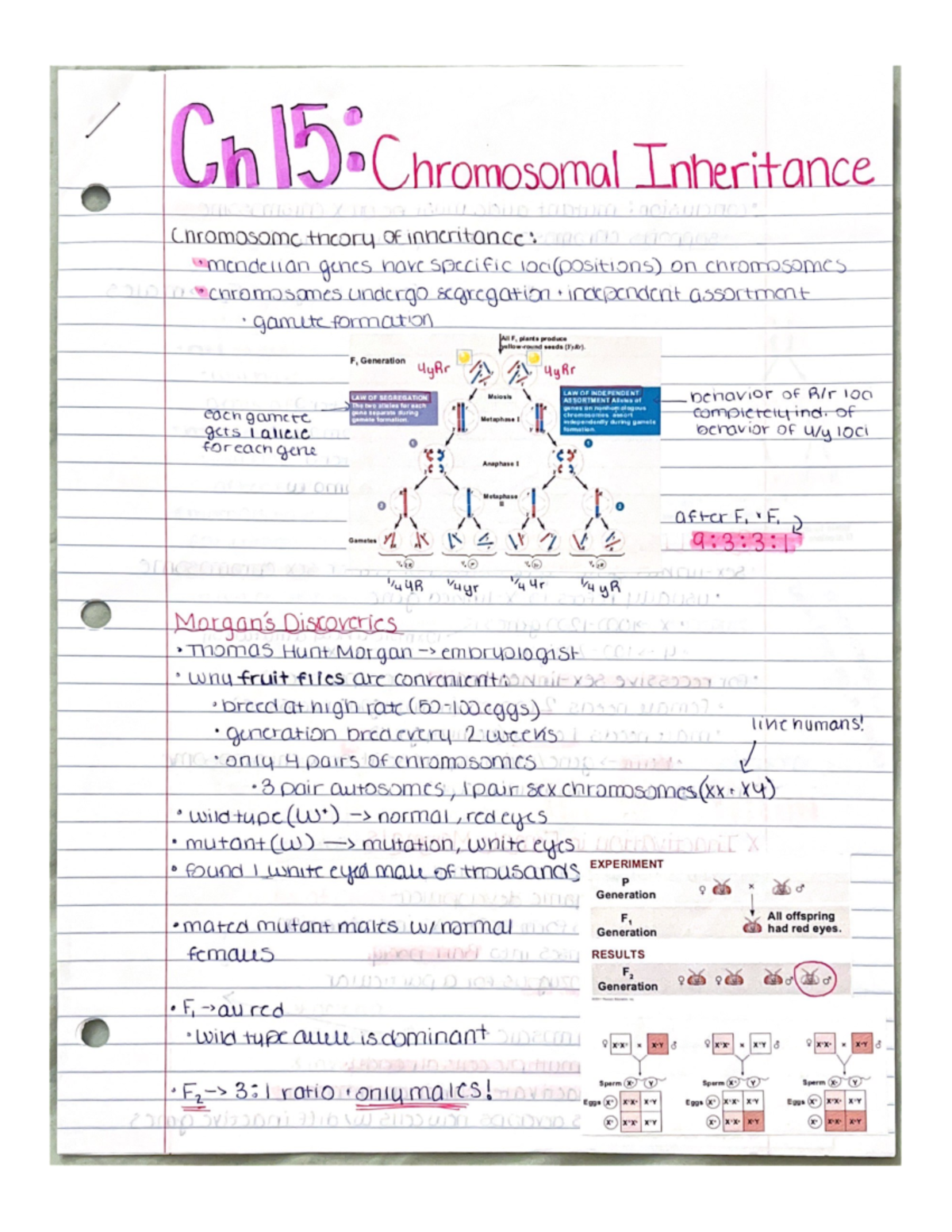 Chapter 15 - BIO 113 - Studocu