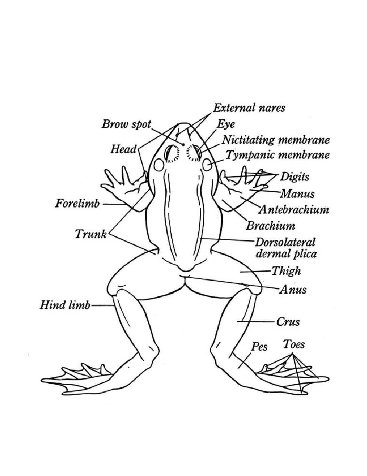 Froggy - parts of the frog - External nares Brow spot Eye Nictitating ...