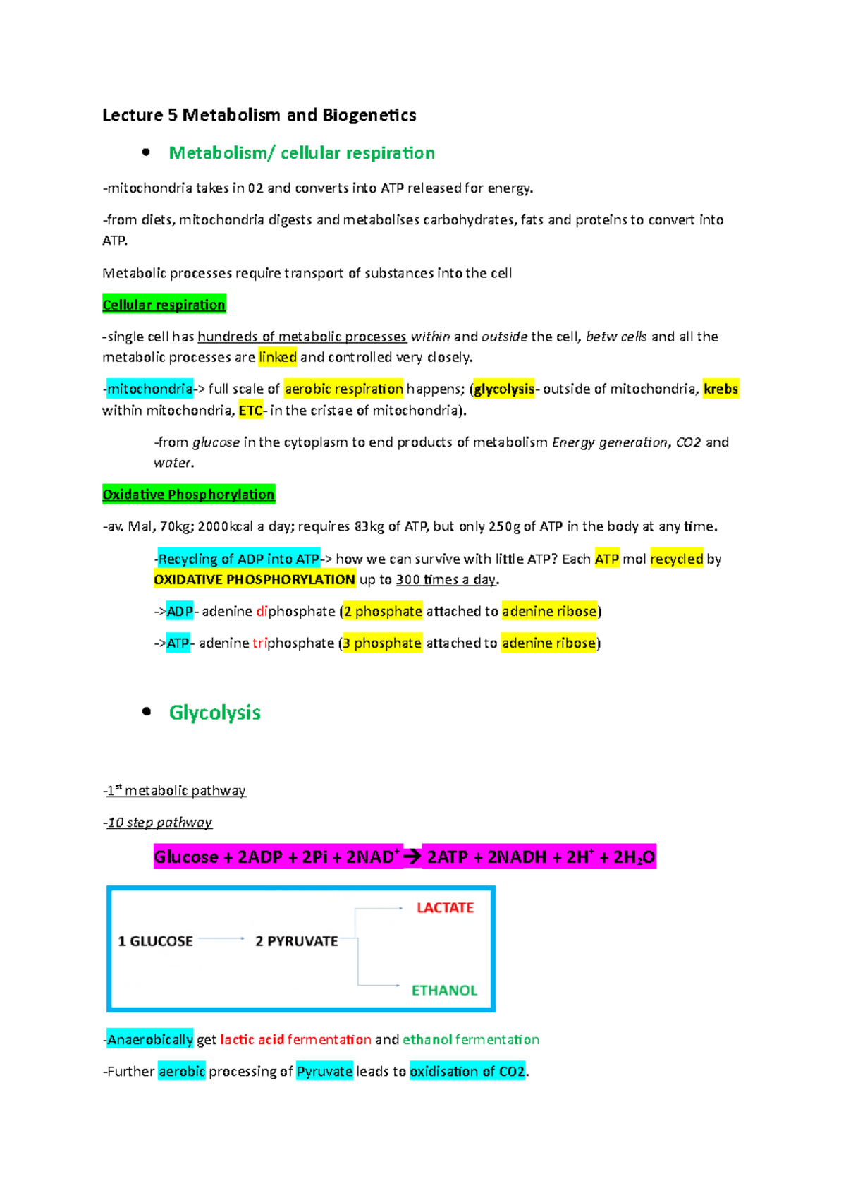 Lecture 5 bioenergetics, metabolism - Lecture 5 Metabolism and Biogenetics Metabolism/ cellular ...