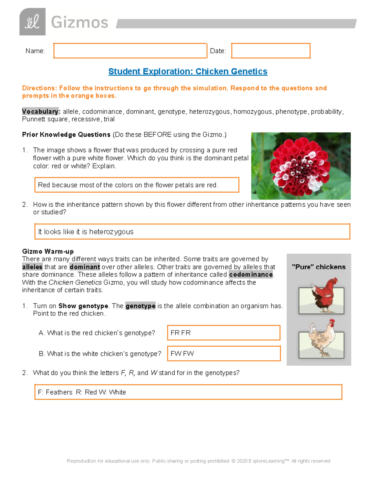 Student Exploration:Chicken Genetics - Name: Date: Student Exploration ...