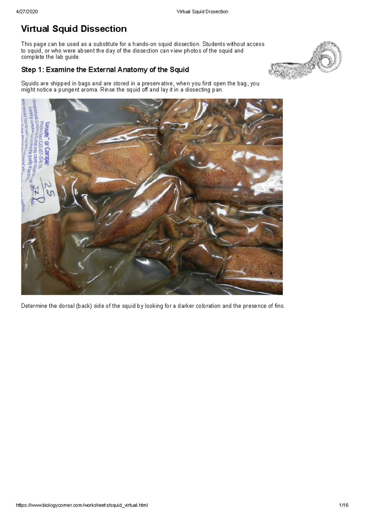 Virtual Squid Dissection - biologycorner/worksheets/squid_virtual.html ...