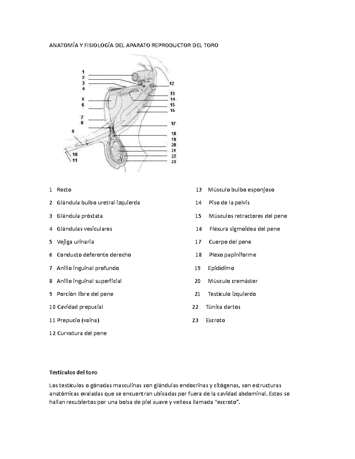 Anatomía Y Fisiología DEL Aparato Reproductor DEL TORO - ANATOMÍA Y ...