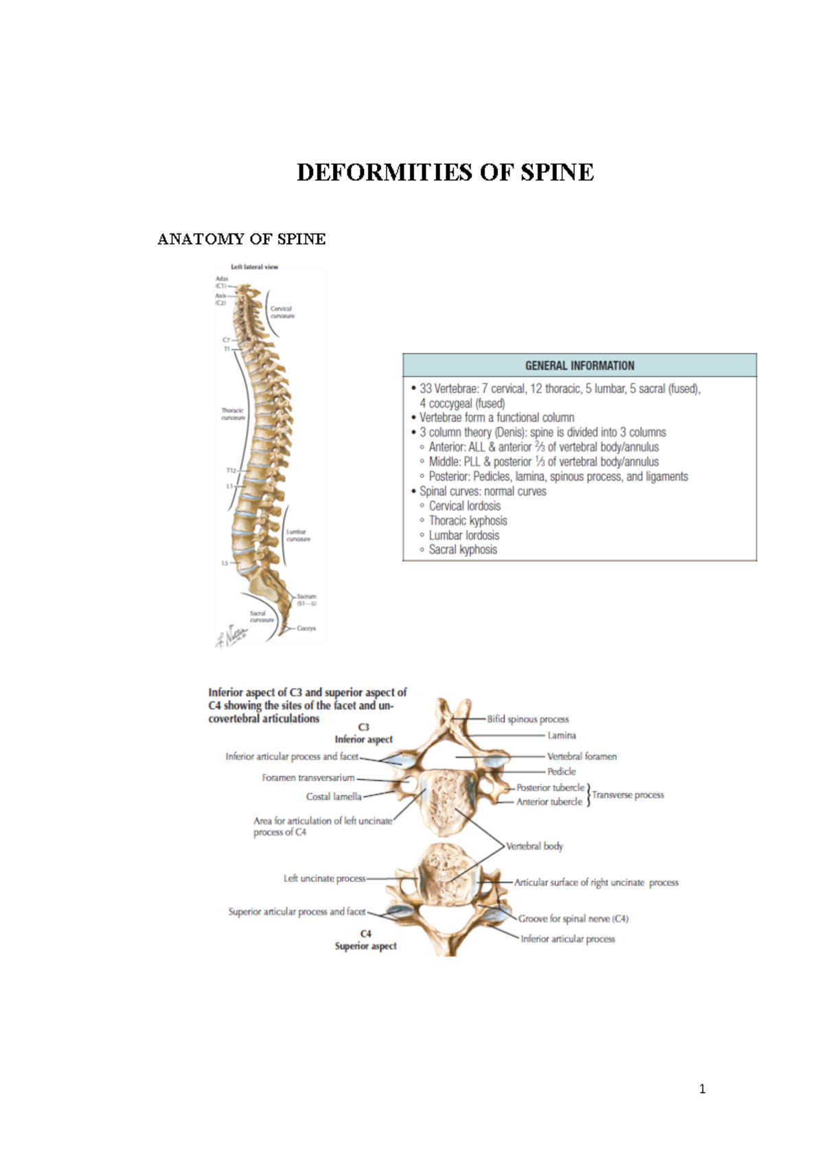 Deformities of spine - aaaaaaaaa - DEFORMITIES OF SPINE ANATOMY OF ...