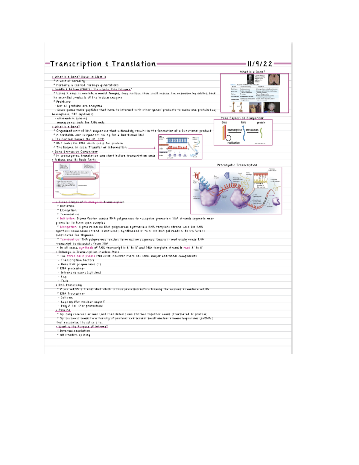 Transcription and Translation Page 1 - BIO 110 - Studocu