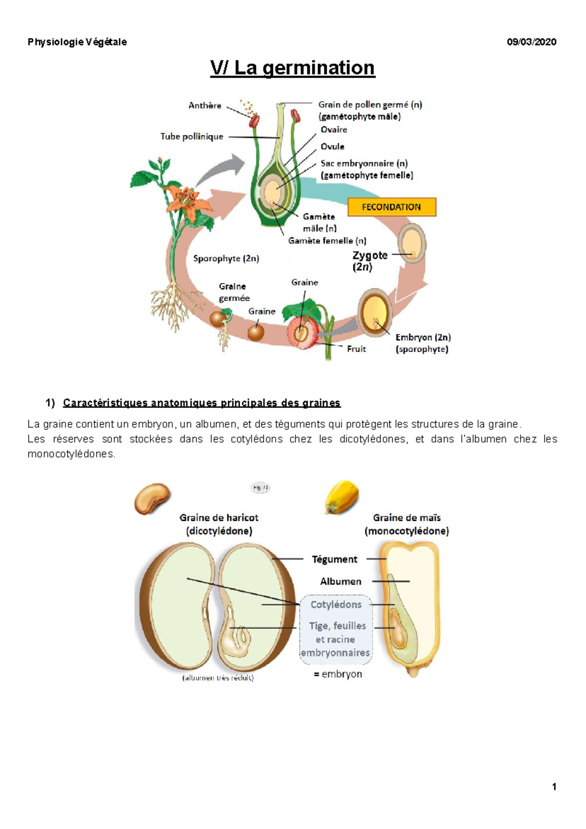 La germination L1 SDV - S2 - V/ La germination Caractéristiques ...