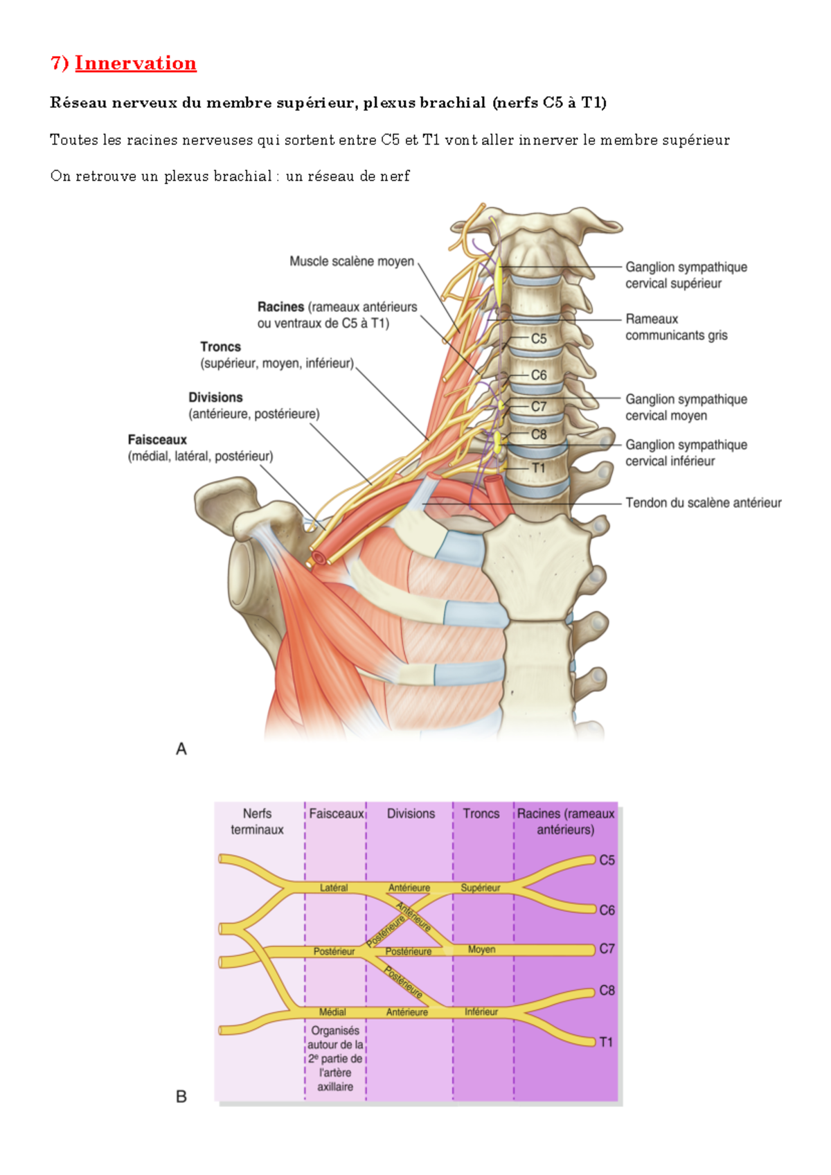 Innervation - 7) Innervation Réseau nerveux du membre supérieur, plexus ...