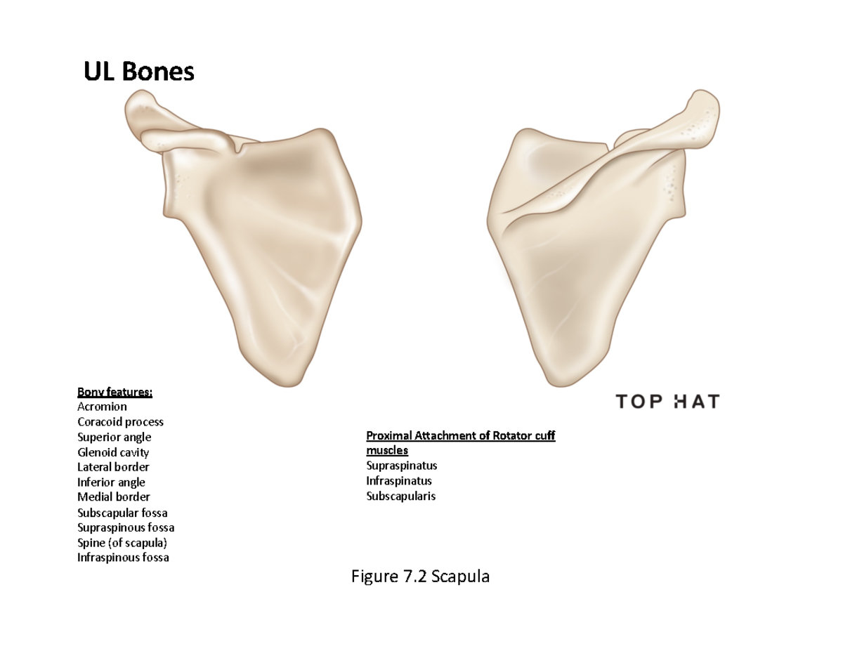 Unit 2 Learning Objective Images and Tables S19 - Bony features ...
