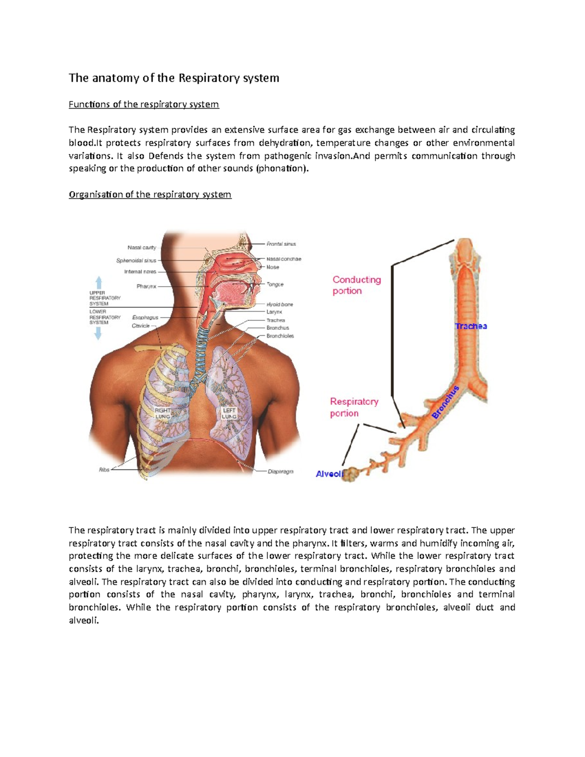 The Anatomy of the Respiratory System - The anatomy of the Respiratory ...
