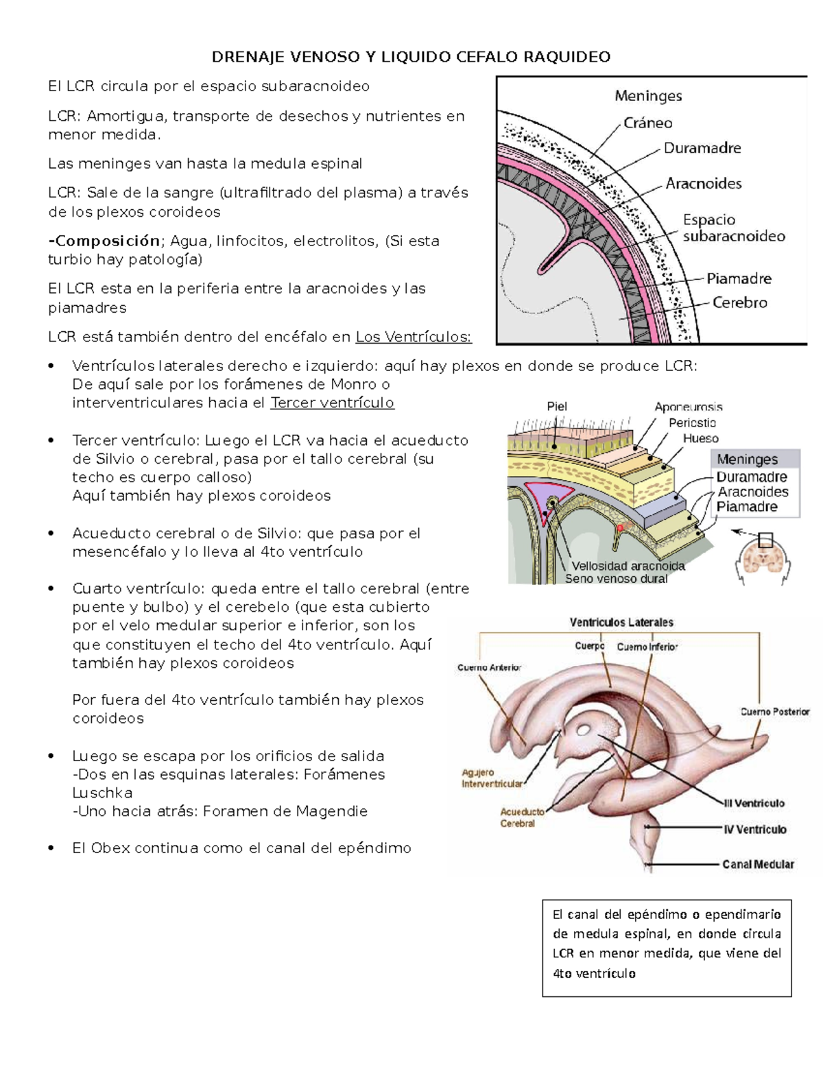 Drenaje Venoso Y Liquido Cefalo Raquideo - DRENAJE VENOSO Y LIQUIDO ...