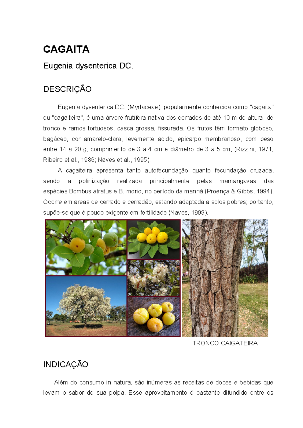 Cagaita - Plantas Medicinais - CAGAITA Eugenia dysenterica DC ...