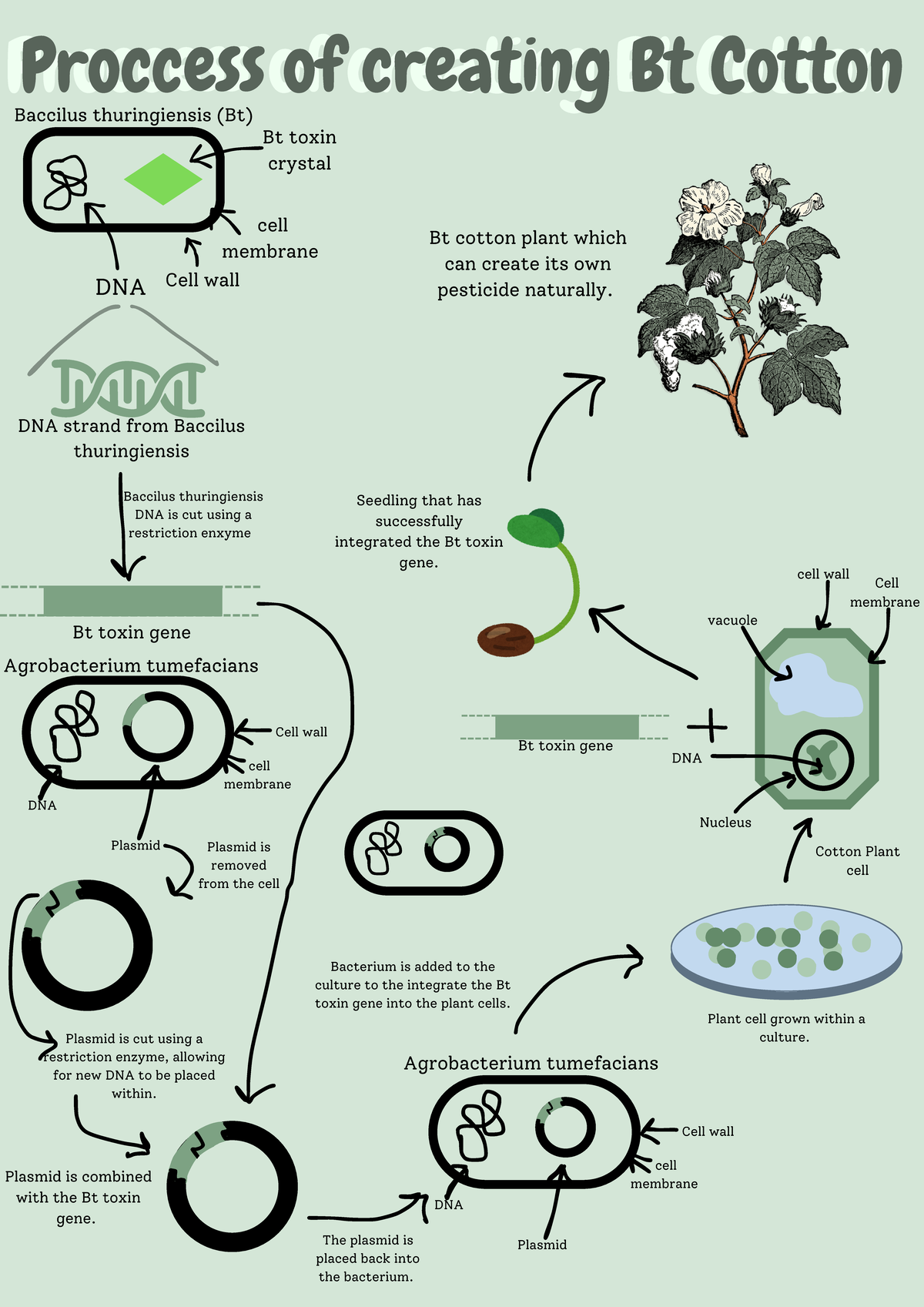 Bt Cotton Creation infographic - Proccess of creating Bt CottonProccess ...