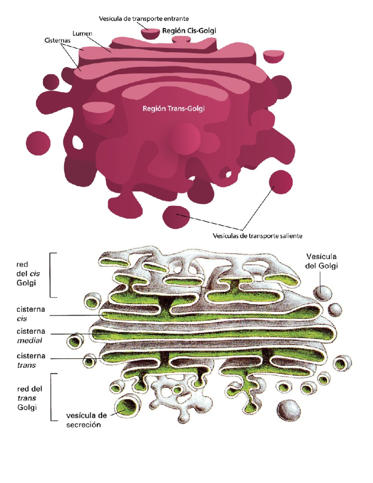 Aparato de Golgi - El aparato de Golgi o complejo de Golgi es un orgánulo celular eucariota que ...