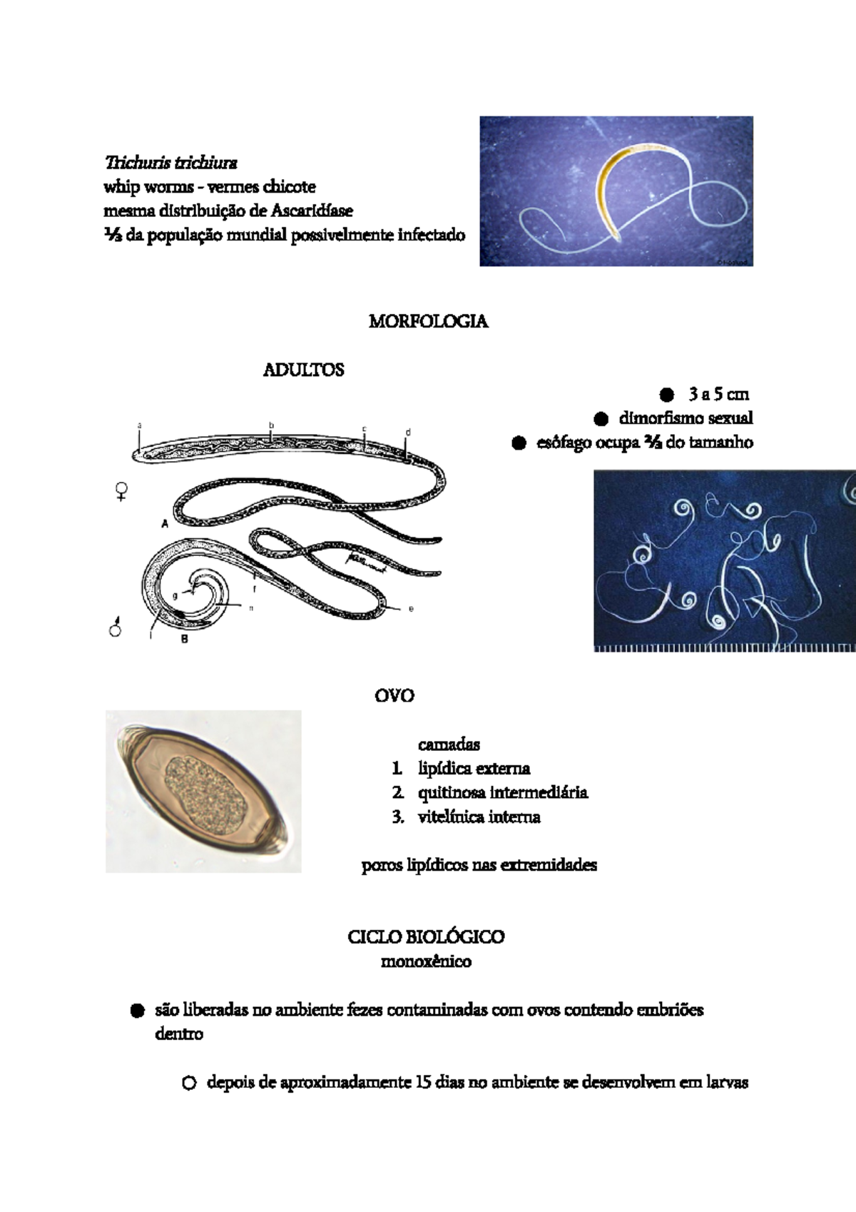 Trichuris trichiura - Tricuriase - Trichuris trichiura whip worms ...