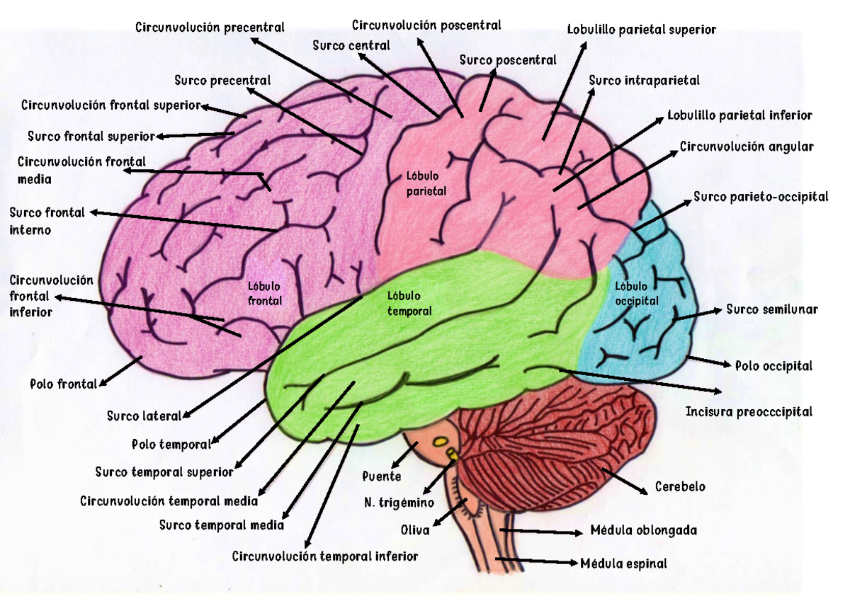 Cerebro dibujo, partes anatomicas - Médula espinal Médula oblongada ...