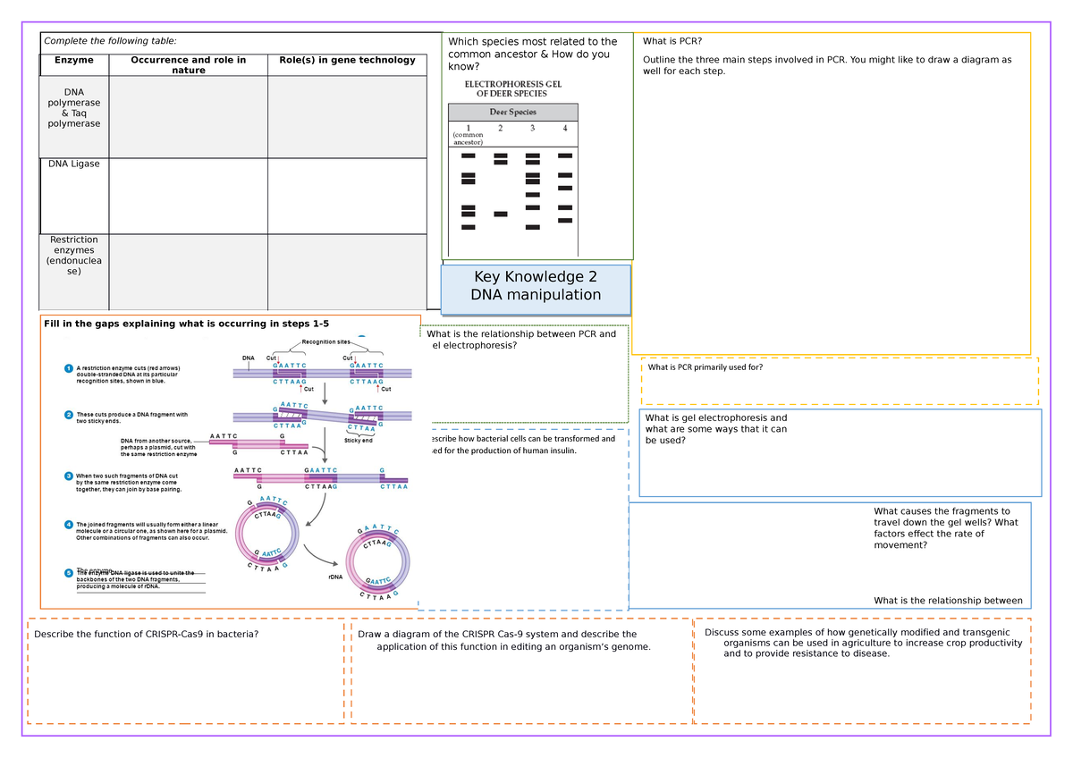 Unit 3 - Key knowledge 2 - DNA manipulation techniques and applications ...