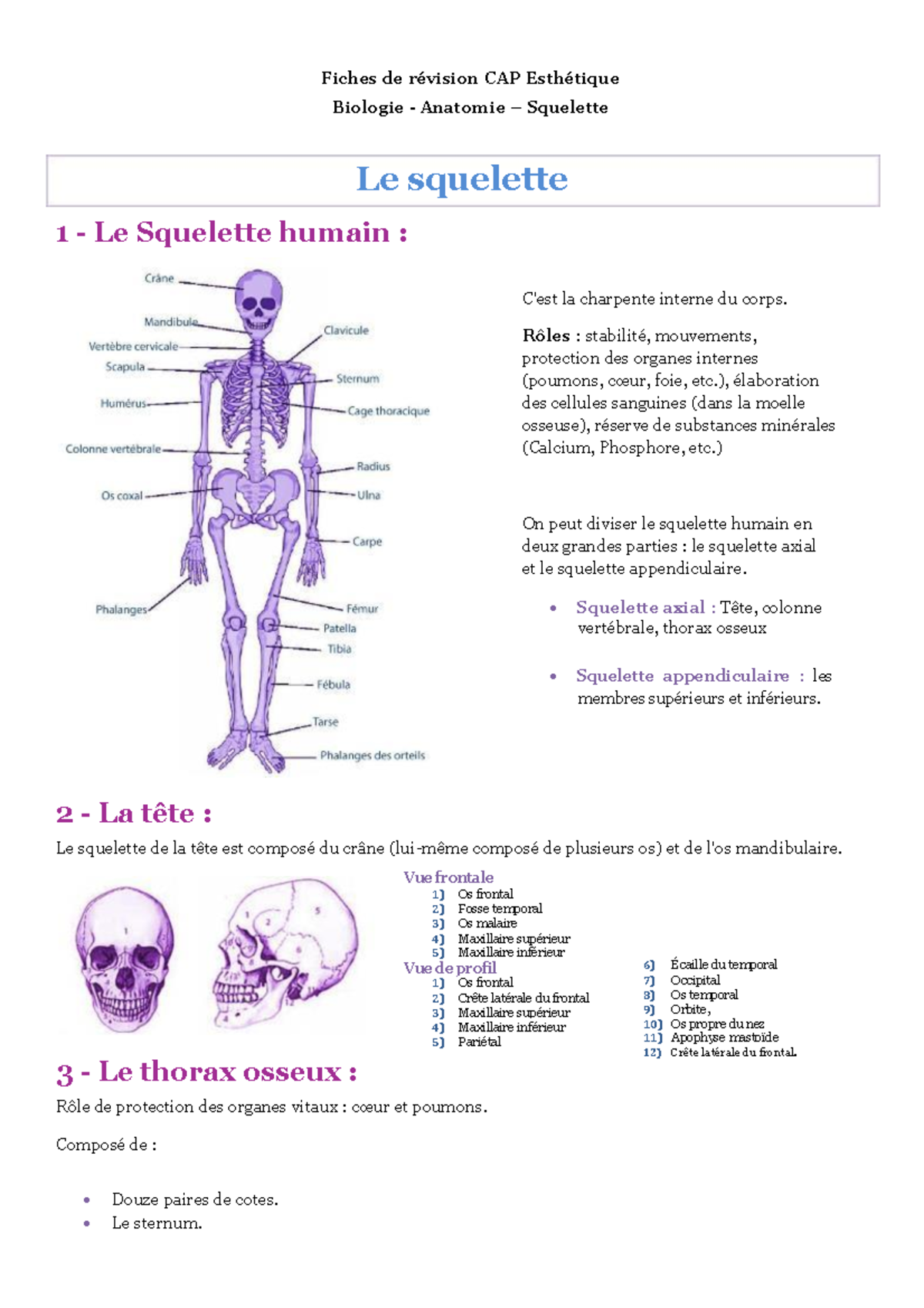 CAP Bac Pro BTS Esthetique Biologie Anatomie Squelette - Fiches de ...