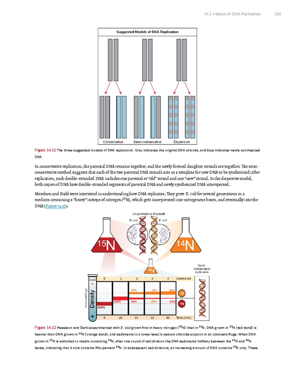 Chapter 14 DNA Structure and Function Part 6 - Figure 14 The three ...