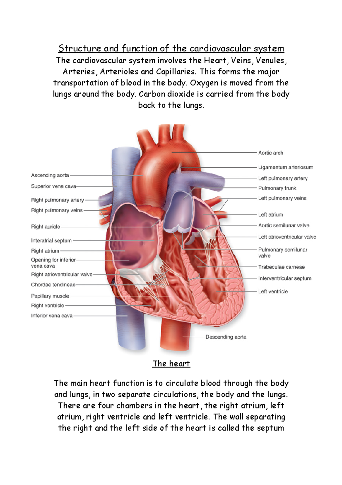 Structure And Function Of The Cardiovascular System This Forms The