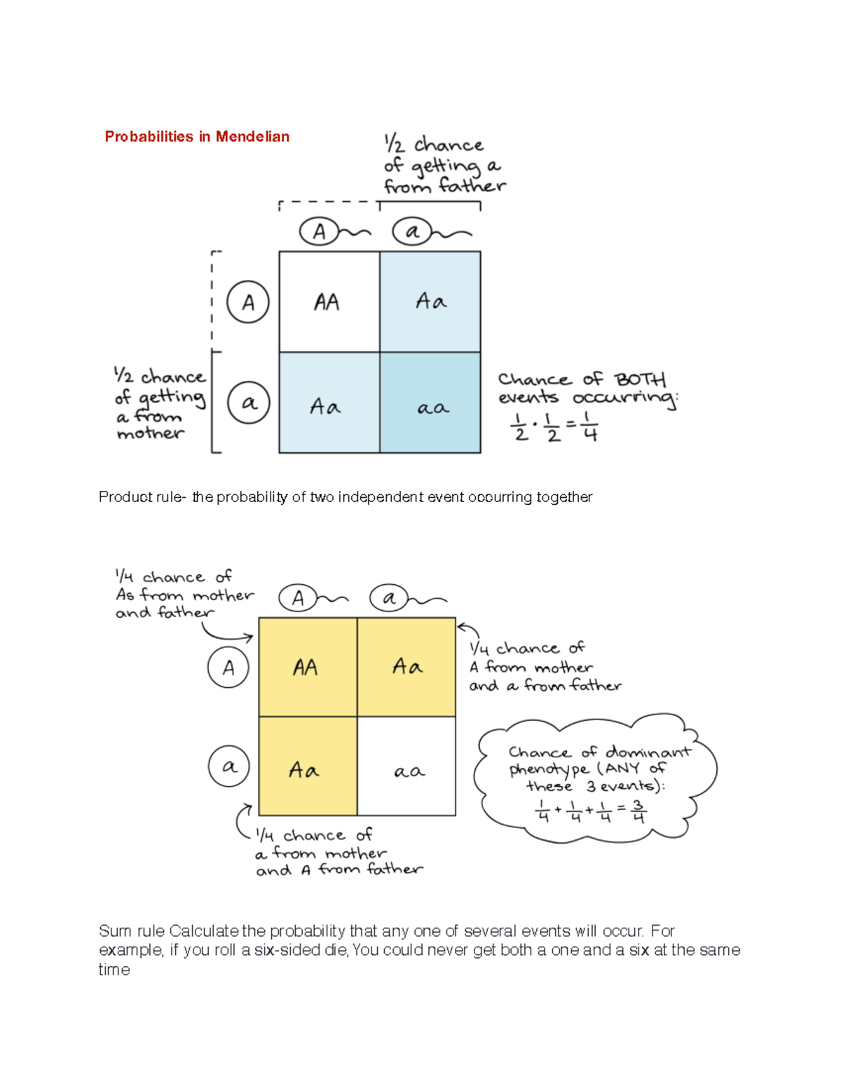 Biology Mendelian Genetics Product Rule The Probability Of Two