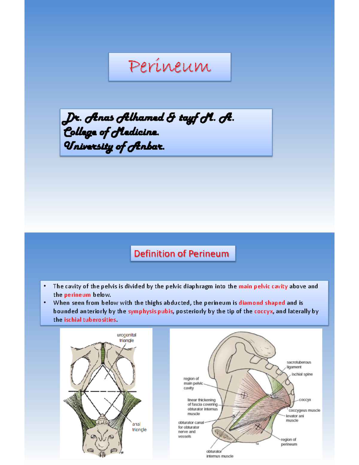 Perineum - Perineum Dr. Anas Alhamed & tayf M. A. College of Medicine ...