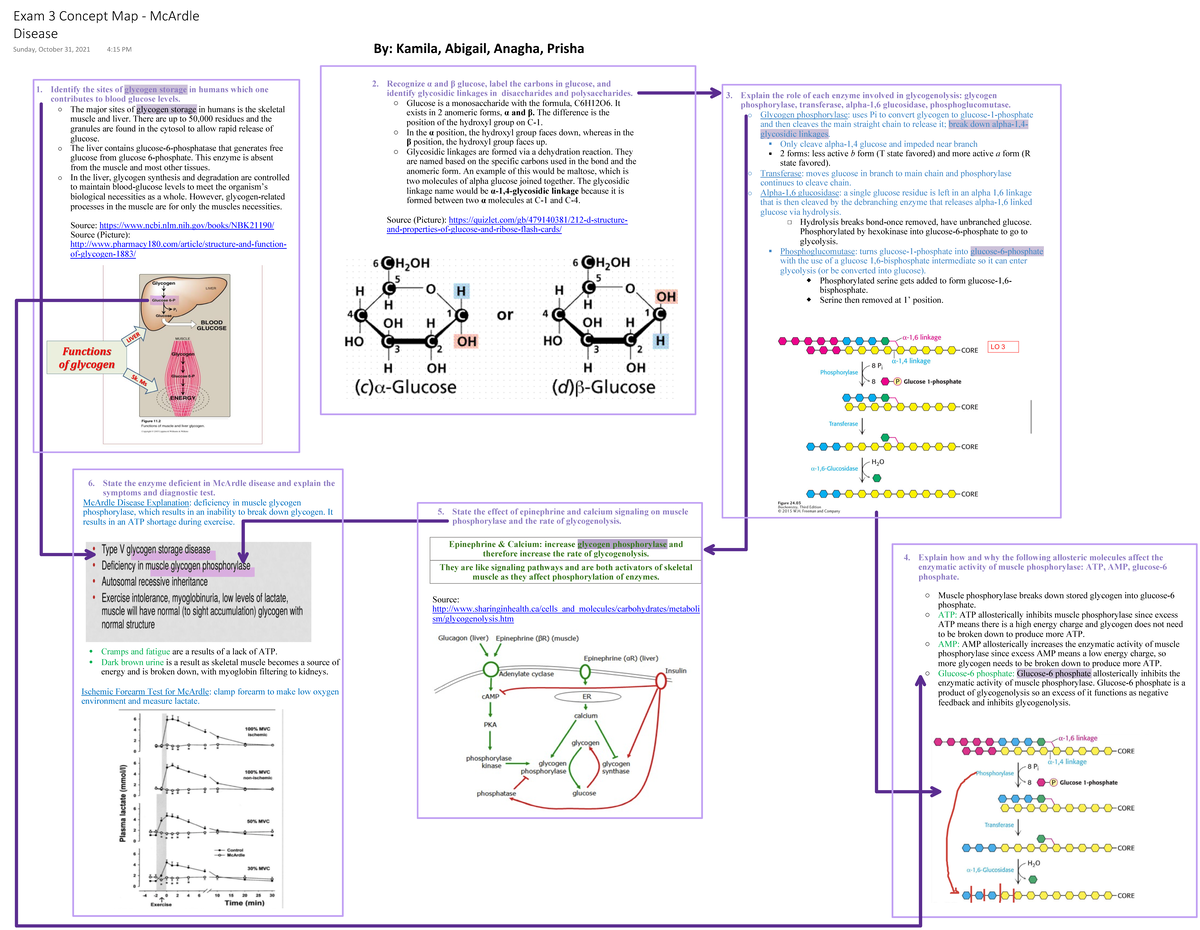 Exam 3 Concept Map - Mc Ardle Disease - Identify the sites of glycogen ...