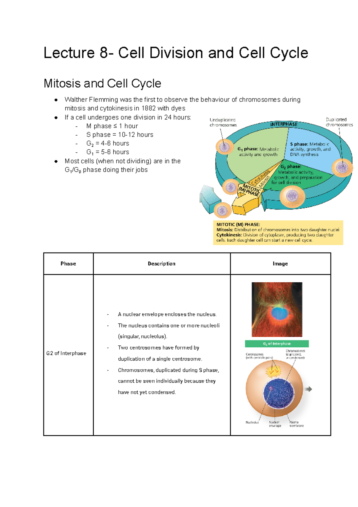 Lecture 8- Cell Division and Cell Cycle - The nucleus contains one or ...