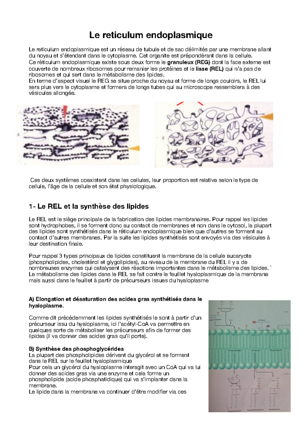 (2)Cours reticulum endoplasmique et appareil de golgi - Le reticulum ...