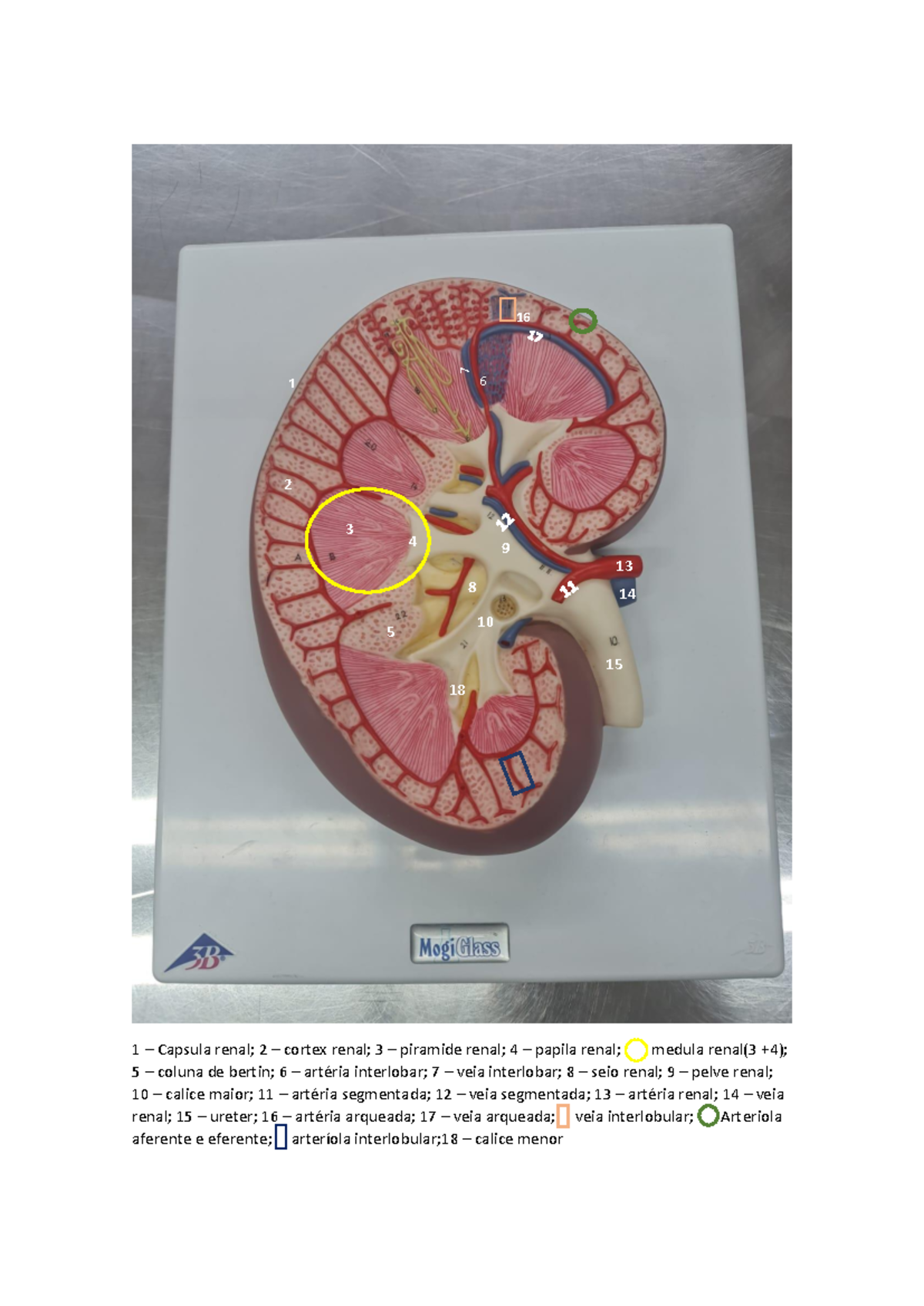 Apostila bmf3 - Resumo Introdução a Anatomia - 1 – Capsula renal; 2 ...