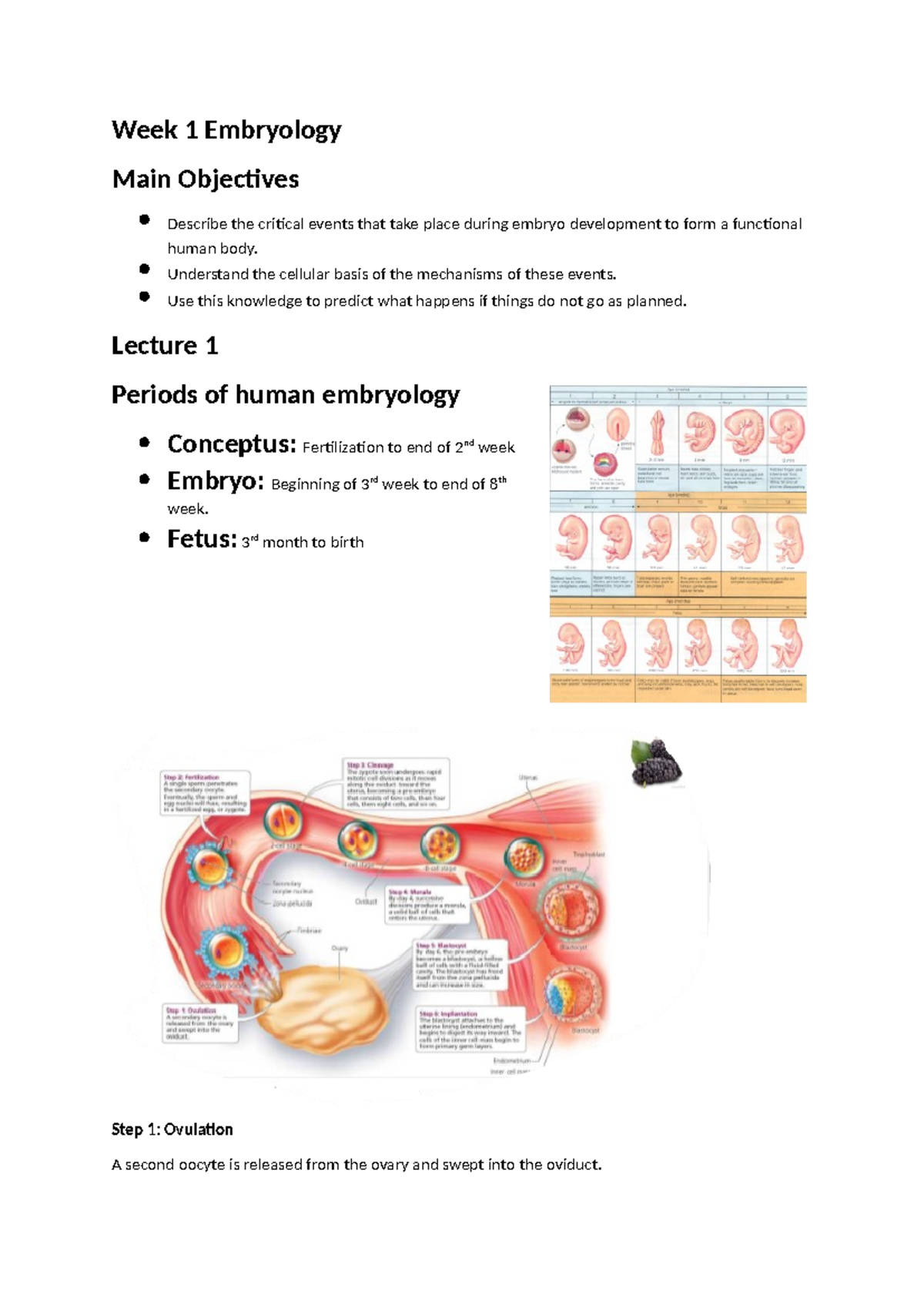 Week 1 Embryology - Week 1 Embryology Main Objectives Describe the ...