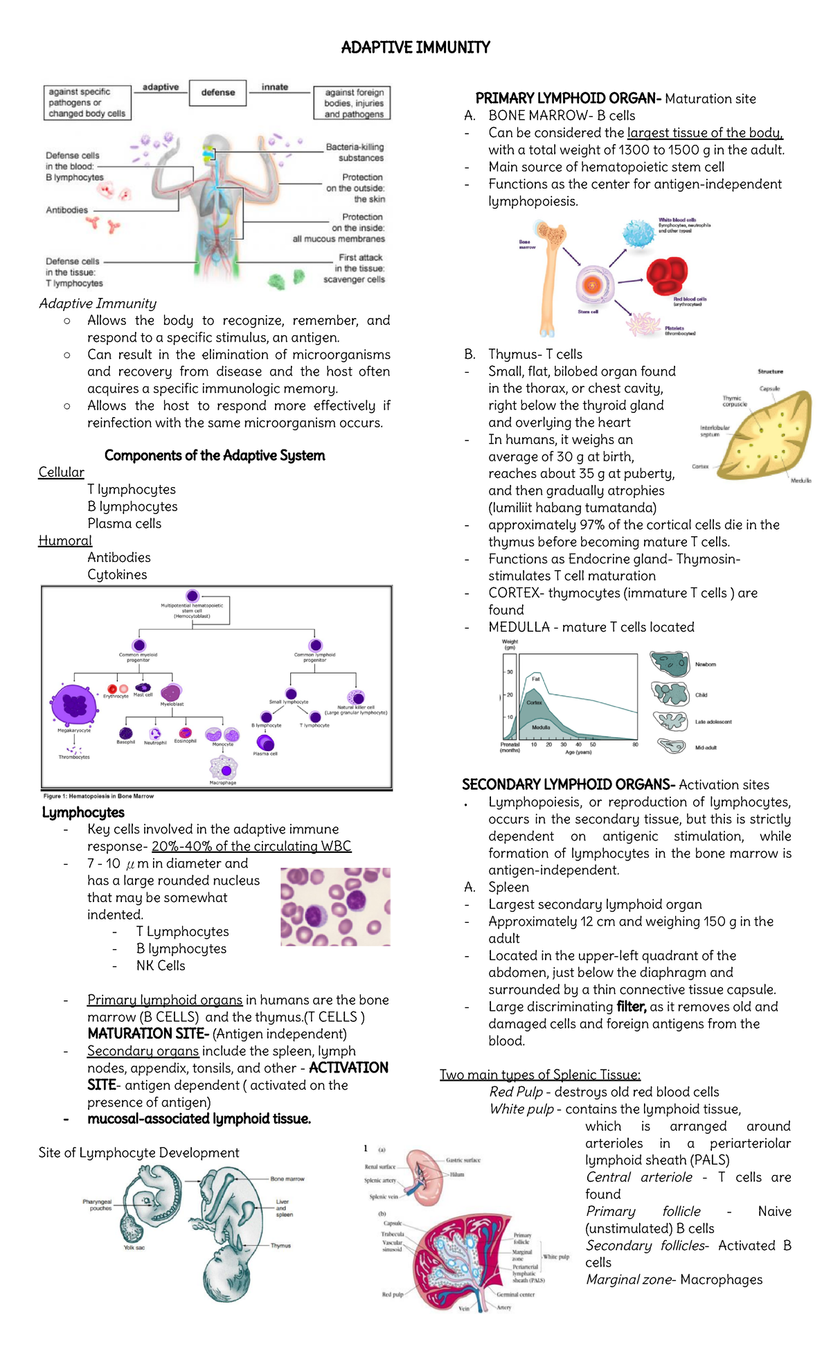 Adaptive Immunity - ADAPTIVE IMMUNITY Adaptive Immunity Allows the body ...