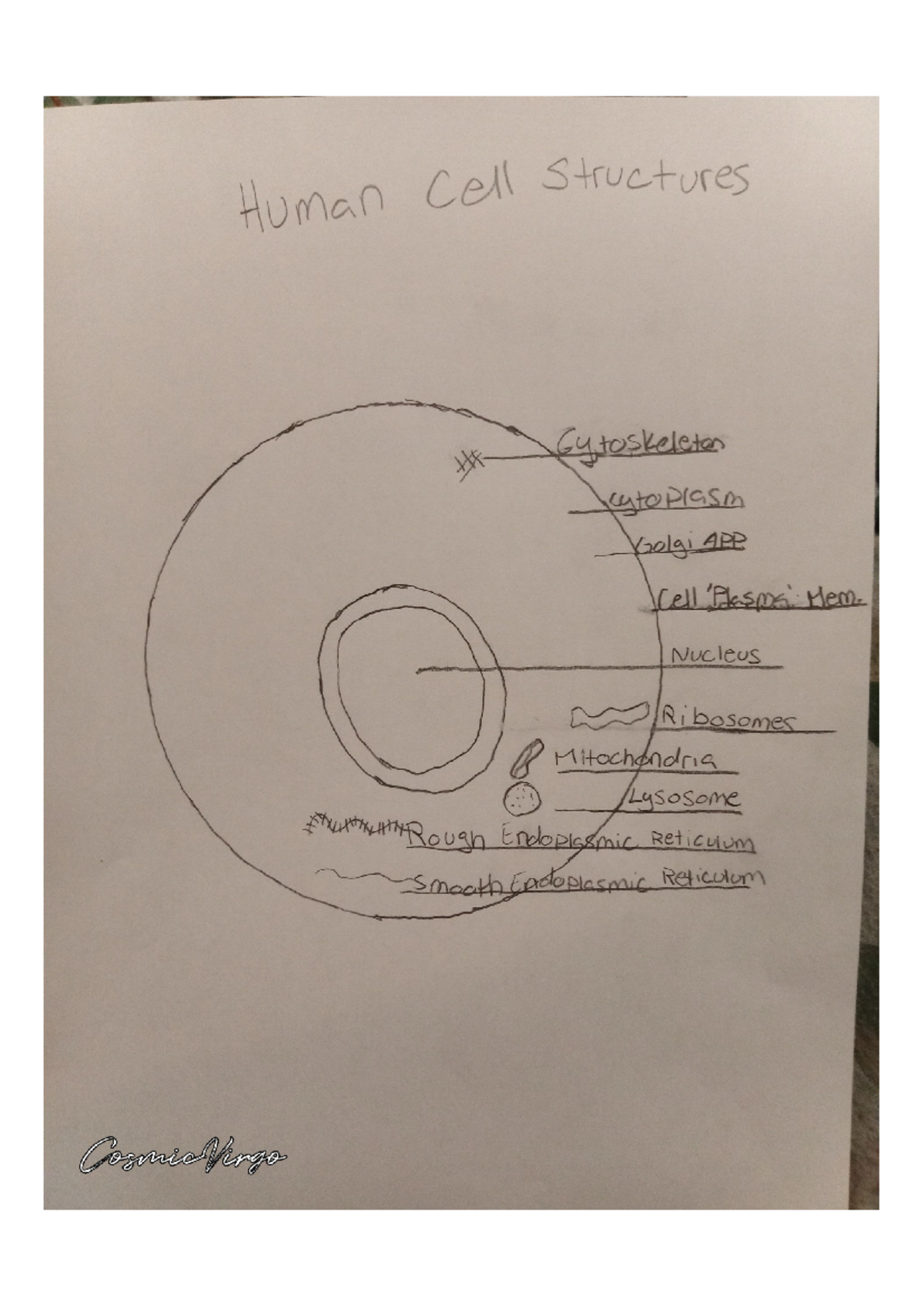 Human Cell Structures Mod1 Drawings - PHA 1500 - Human cell Structures ...