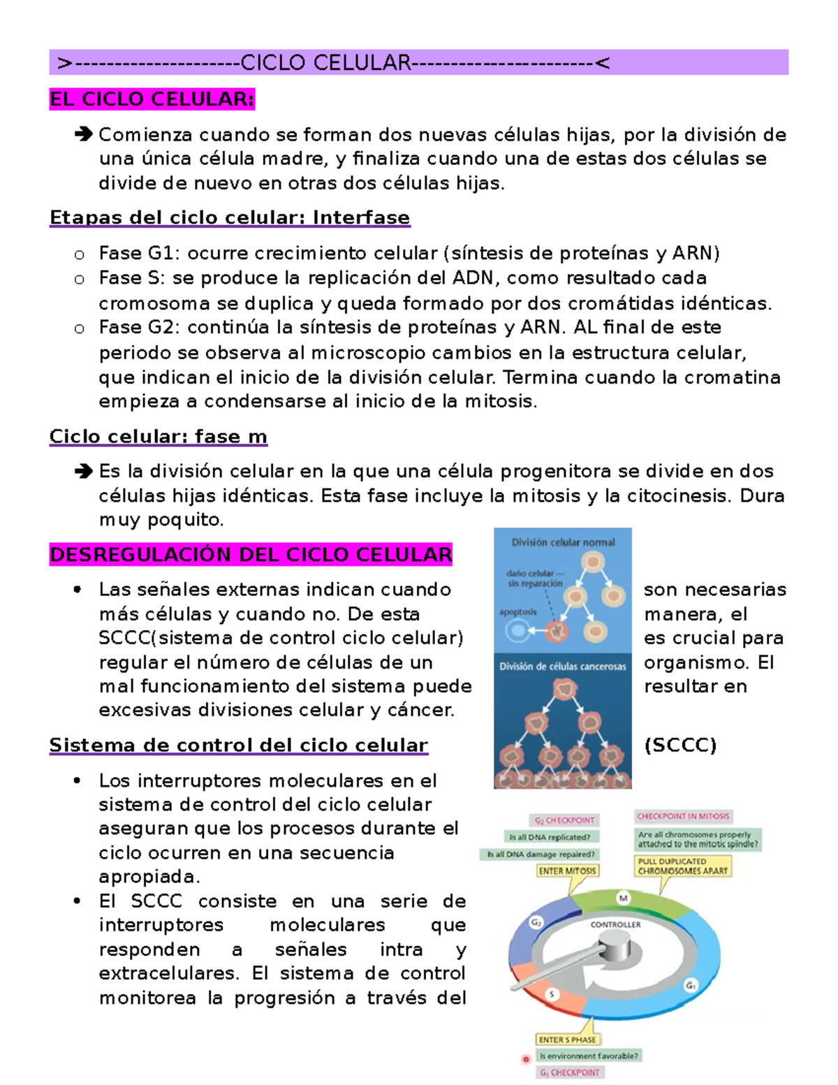 Clase ciclo celular: etapas y procesos involucrados - Biologia Celular ...