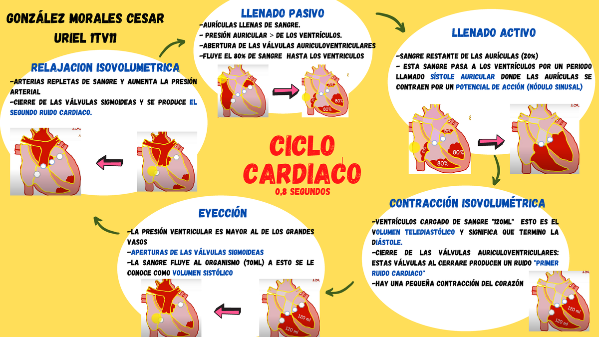 Ciclo Cardiaco - Ciclo cardiaco 0,8 segundos -aurículas llenas de ...