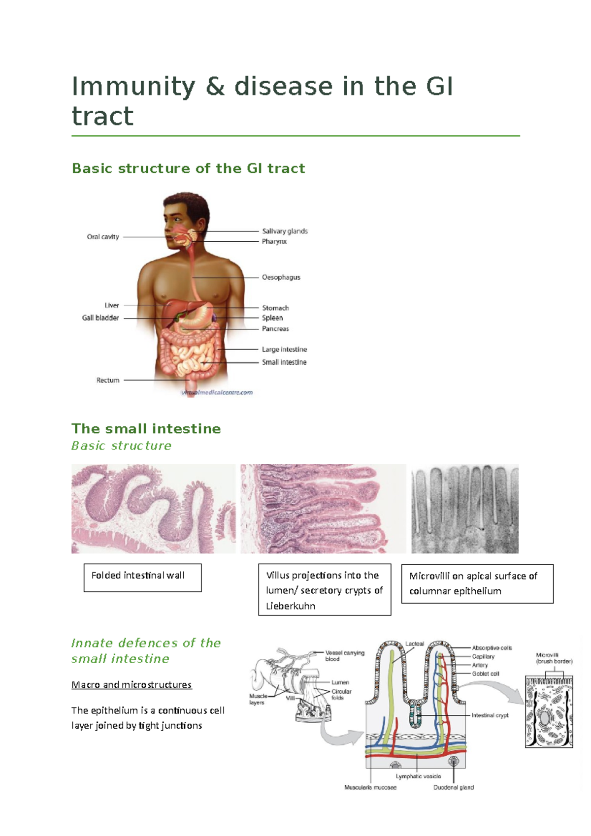 Immunity and diseases in GI tract Notes - Immunity & disease in the GI ...
