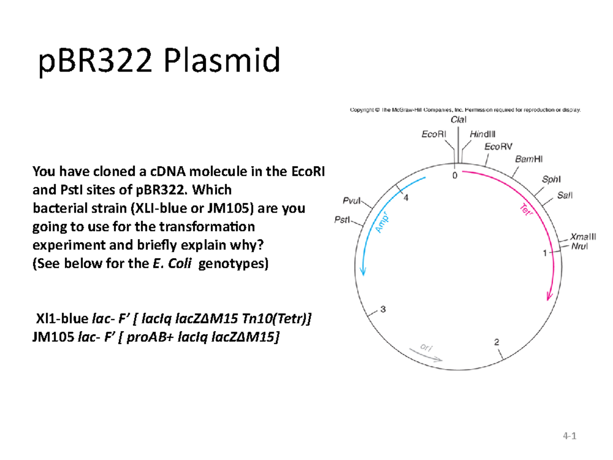 Tutorial work - 2 - pBR322 Plasmid - 4- pBR322 Plasmid You have cloned ...