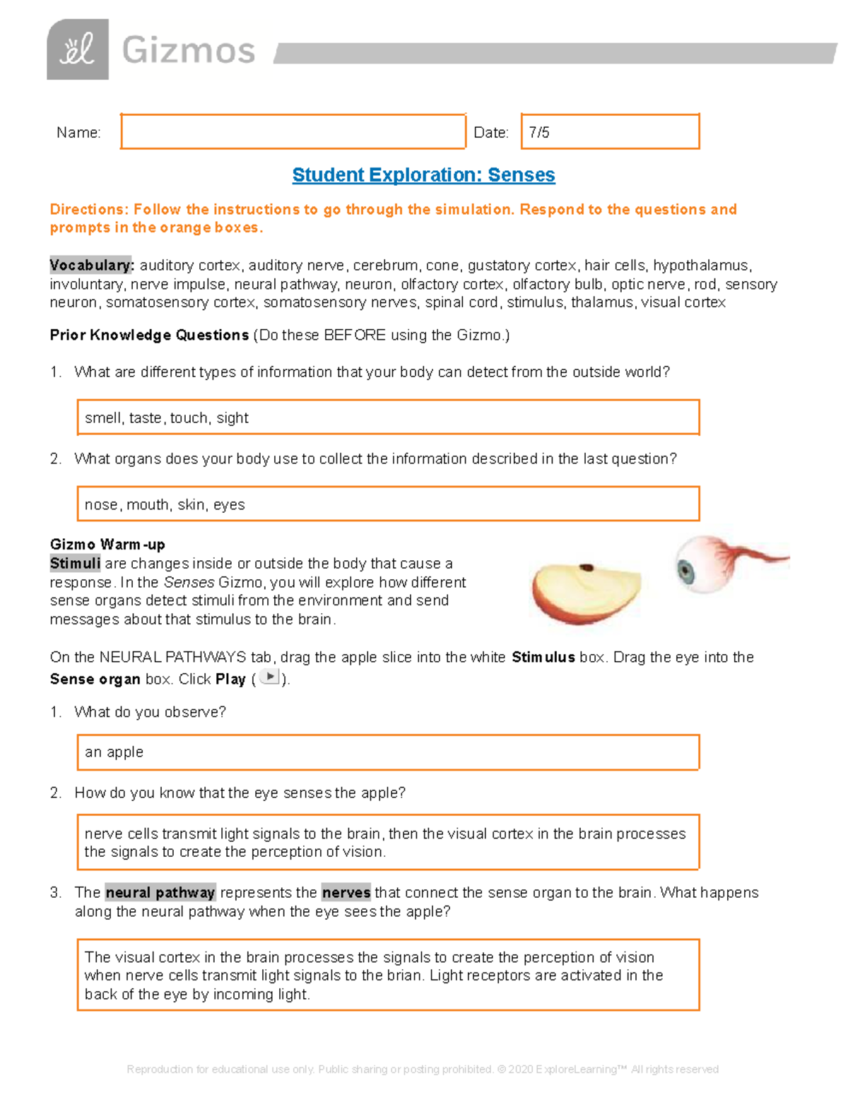 Copy Of Senses SE Gizmos Lab Name Date 7 Student Exploration