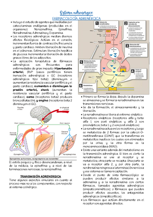 Farmacocinética de la NorAdrenalina aspectos importantes a considerar ...