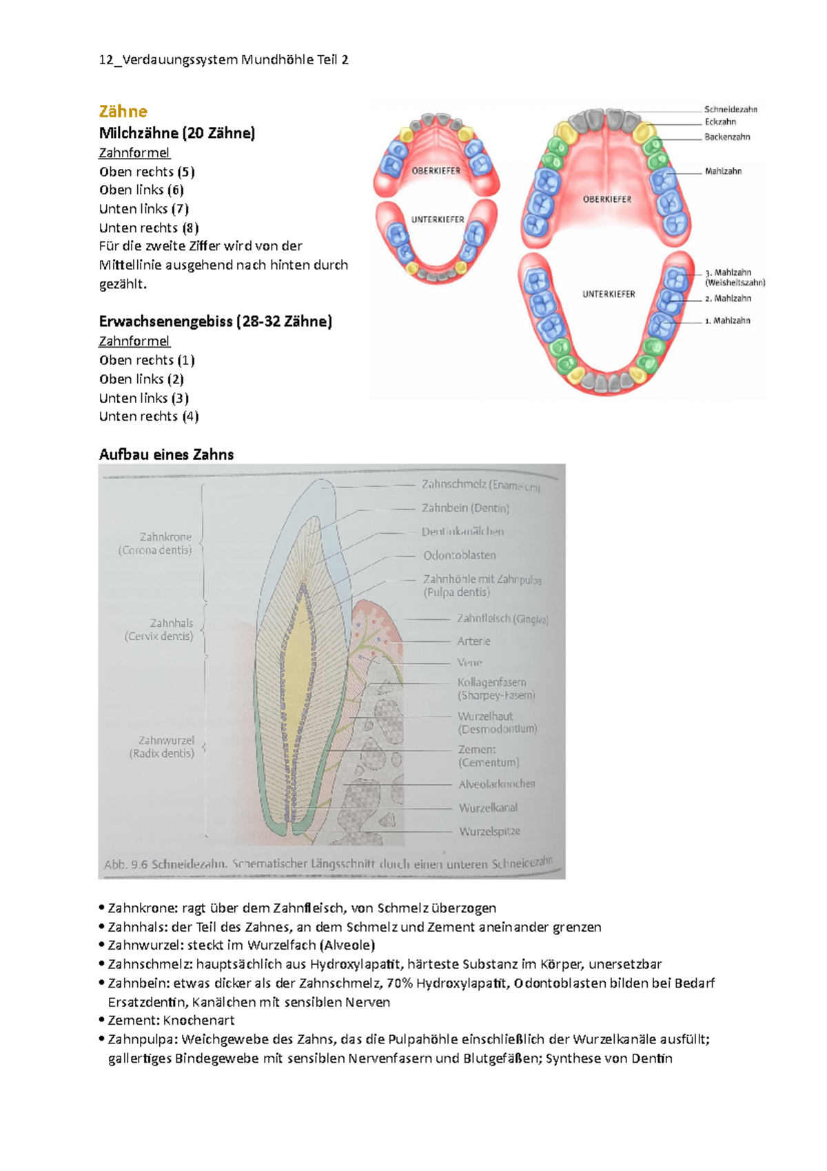 12 Verdauungssystem Mundhöhle - 12_Verdauungssystem Teil 2 (20 ...