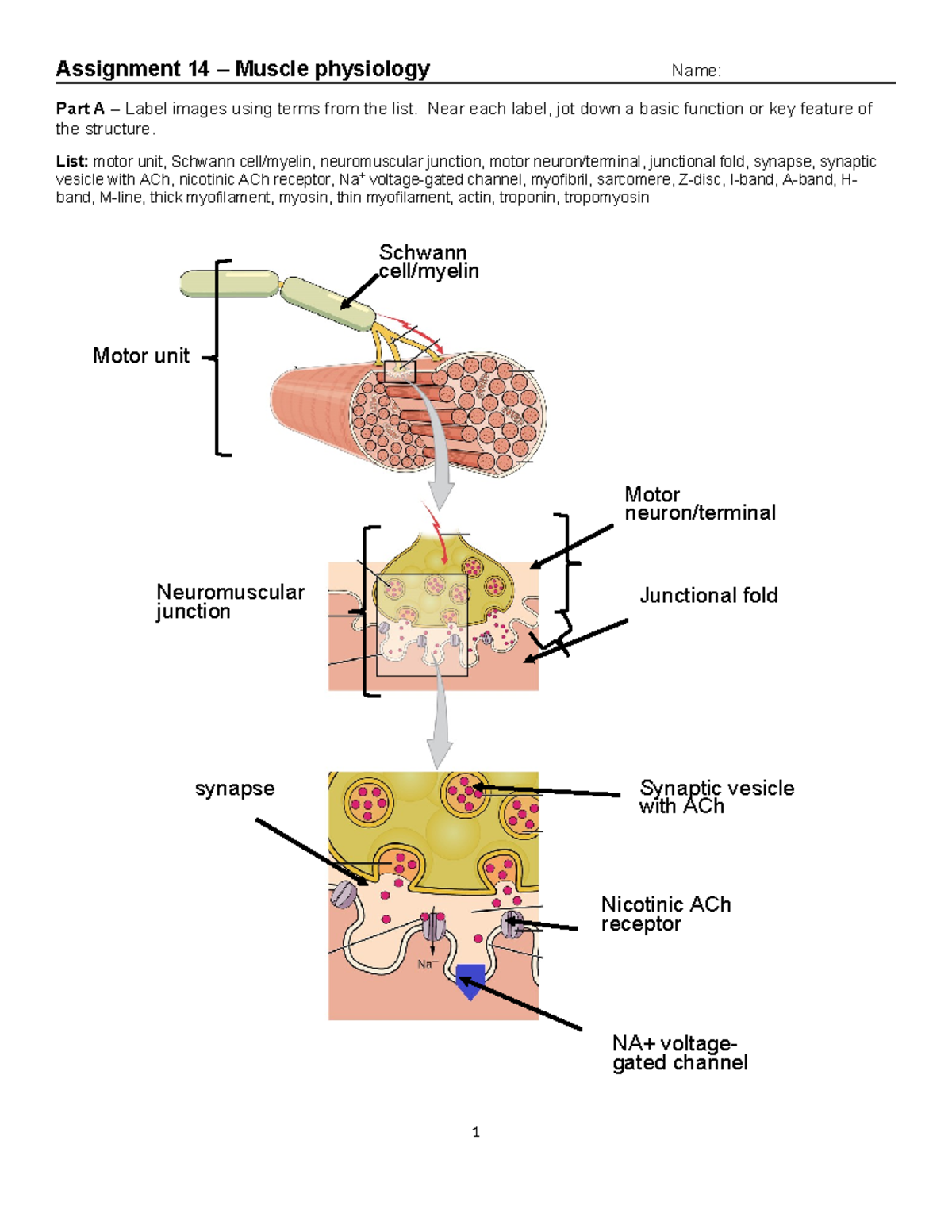 A14opennew - Bio 0201 - Assignment 14 – Muscle physiology Name: Part A ...