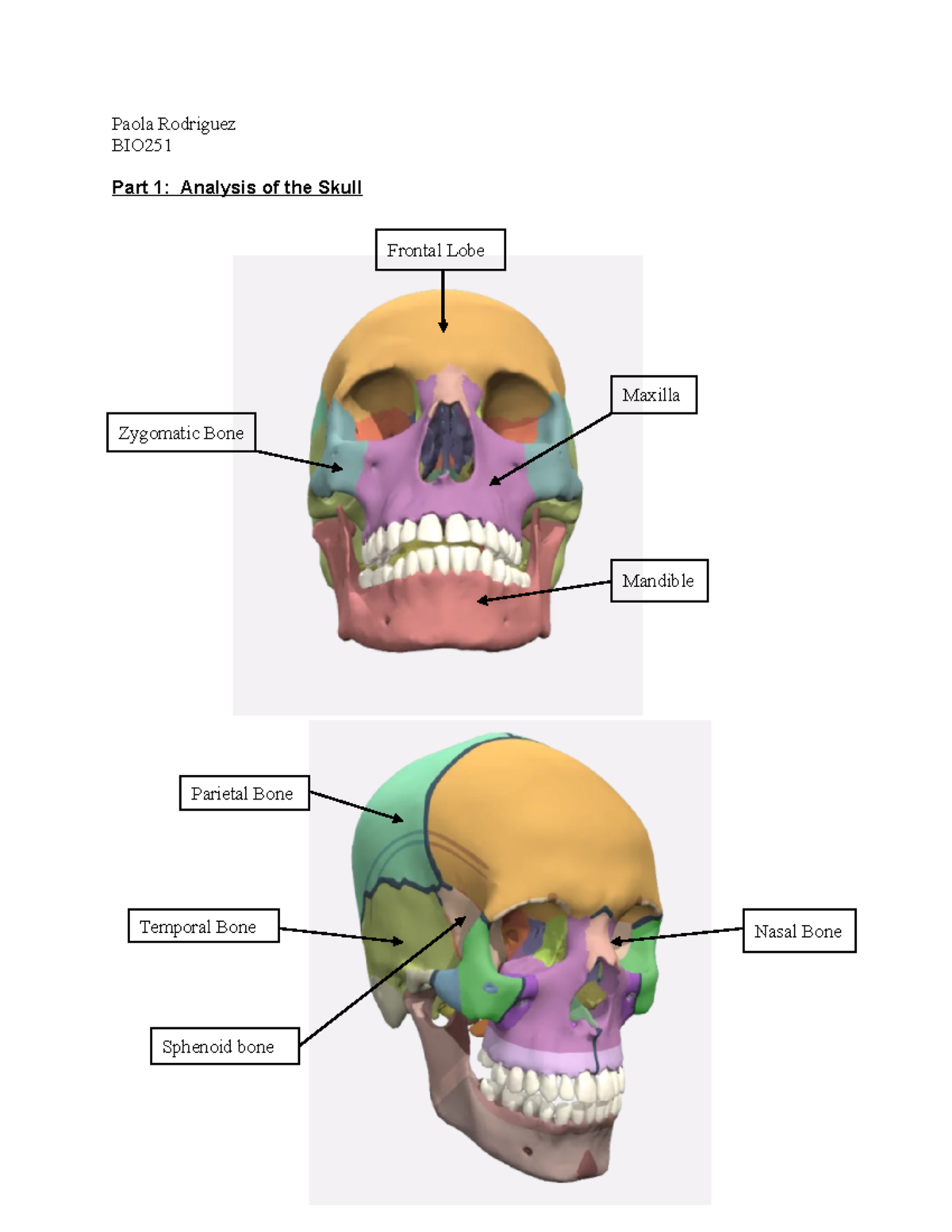 BIO251 Lab Week 6 - Paola Rodriguez BIO Part 1: Analysis of the Skull ...